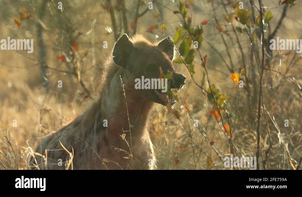 Hyena with blood Stock Videos & Footage - HD and 4K Video Clips - Alamy