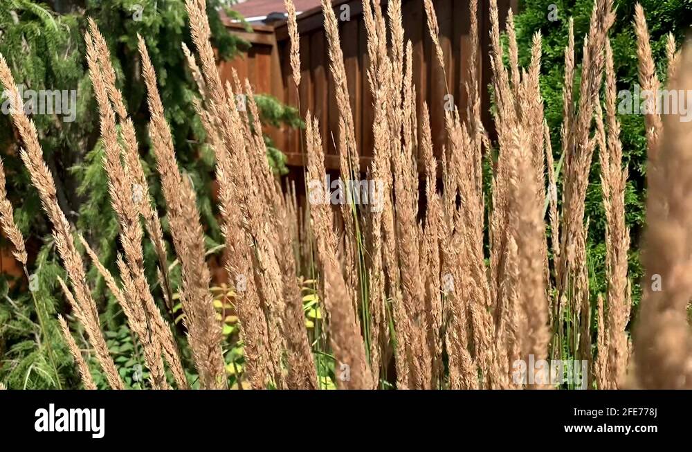 Grass in nature waving wind Stock Videos & Footage - HD and 4K Video ...