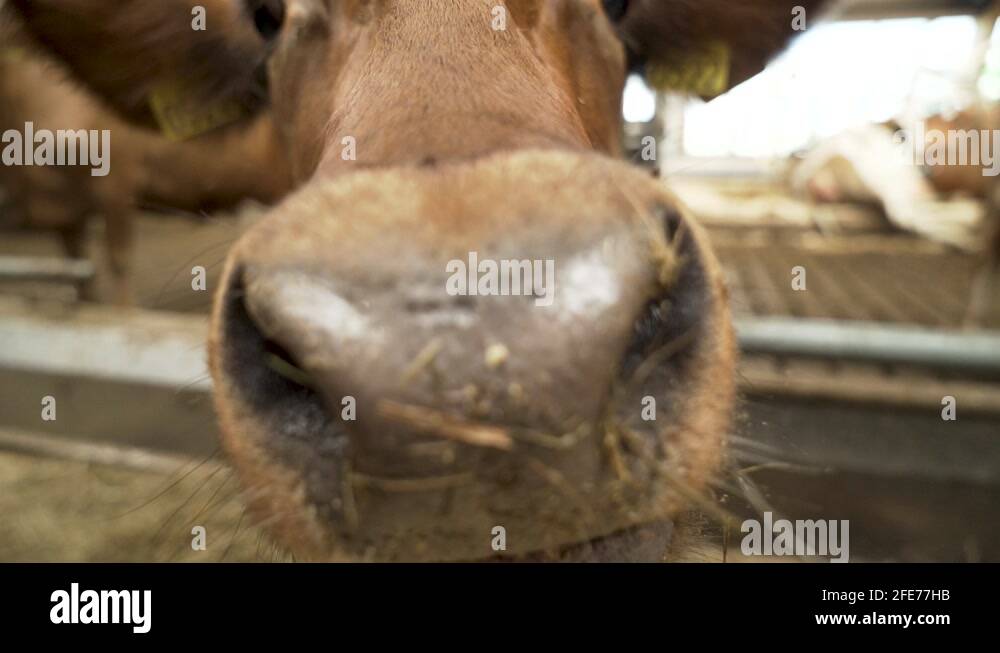 Cows nose Stock Videos & Footage - HD and 4K Video Clips - Alamy