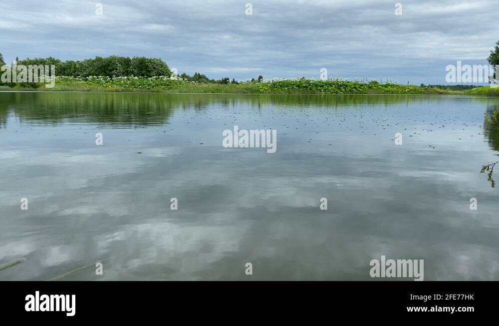 Cluster of insects Stock Videos & Footage - HD and 4K Video Clips - Alamy