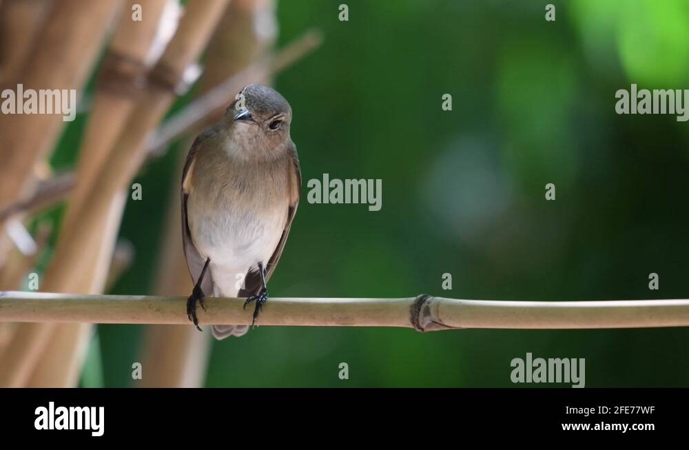 Taiga Flycatcher, Ficedula albicilla; positioned on the left side of ...