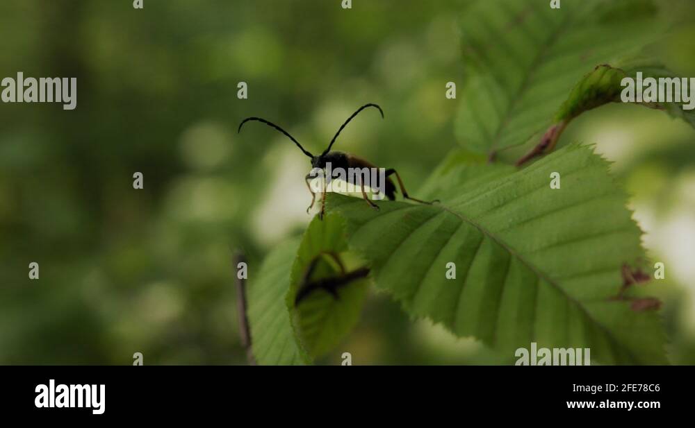 Bent leaf Stock Videos & Footage - HD and 4K Video Clips - Alamy