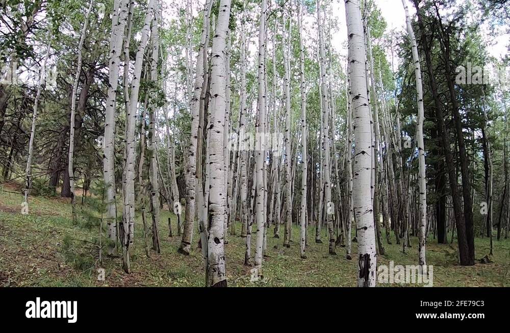 Aspen stand Stock Videos & Footage - HD and 4K Video Clips - Alamy