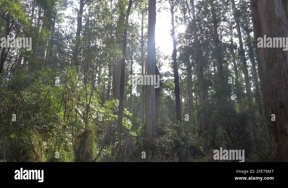 Ash ranges Stock Videos & Footage - HD and 4K Video Clips - Alamy