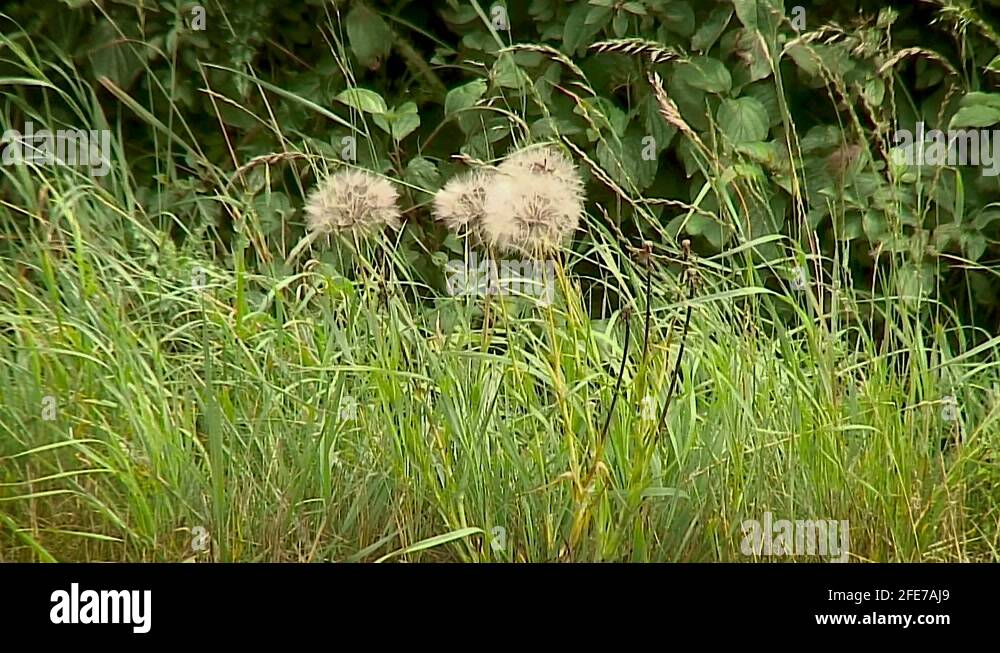 Dandelion clock in grass Stock Videos & Footage - HD and 4K Video Clips ...
