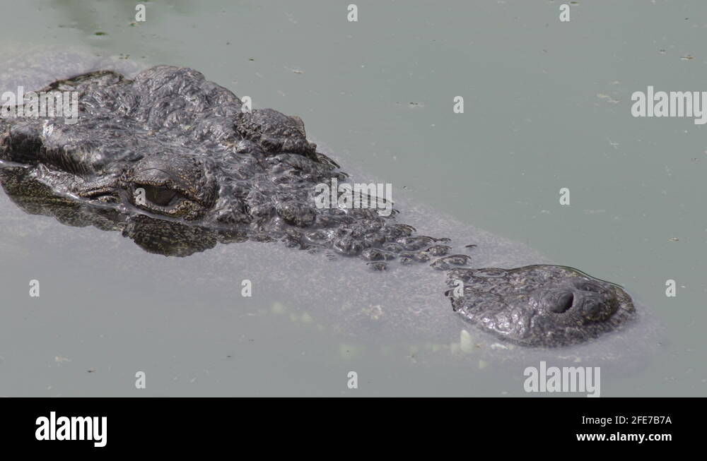 Floating crocodile head Stock Videos & Footage - HD and 4K Video Clips ...