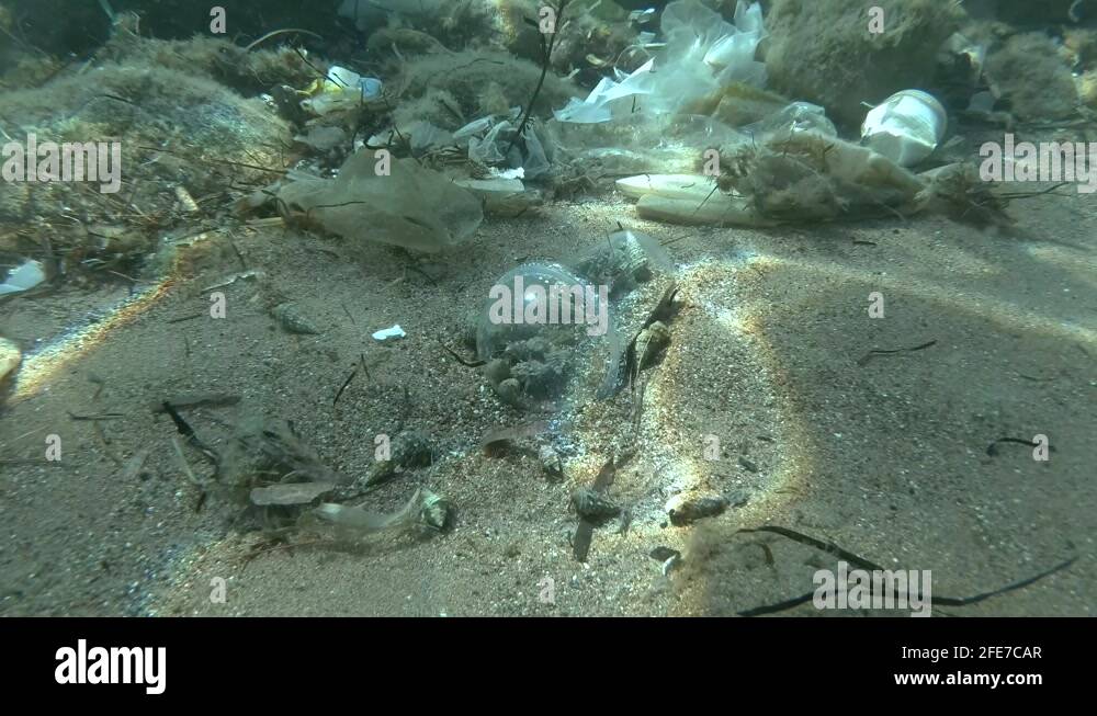 Diving cup Stock Videos & Footage - HD and 4K Video Clips - Alamy