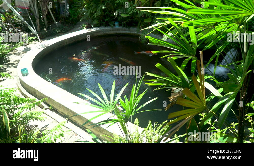Koi fish pond Stock Videos & Footage - HD and 4K Video Clips - Alamy
