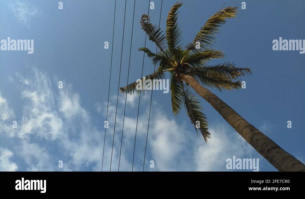 Single coconut tree Stock Videos & Footage - HD and 4K Video Clips - Alamy