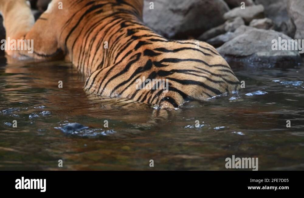 Bengal tiger swimming park Stock Videos & Footage - HD and 4K Video ...