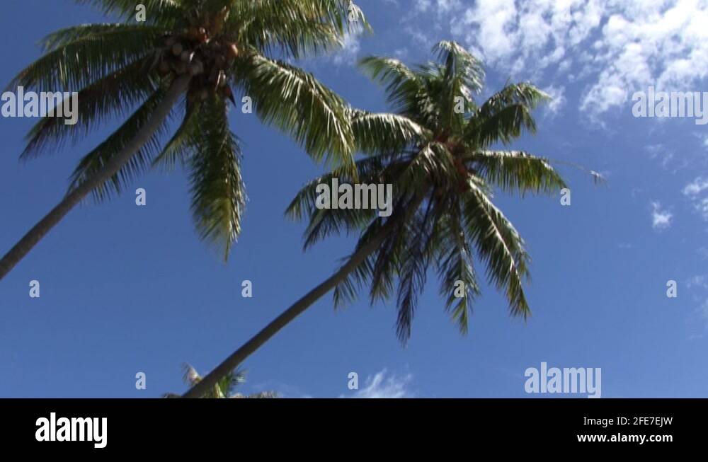 Slow pan from the palm trees in Bora Bora to the beach, French ...
