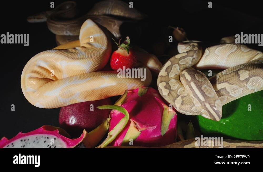 Pet snakes Stock Videos & Footage - HD and 4K Video Clips - Alamy