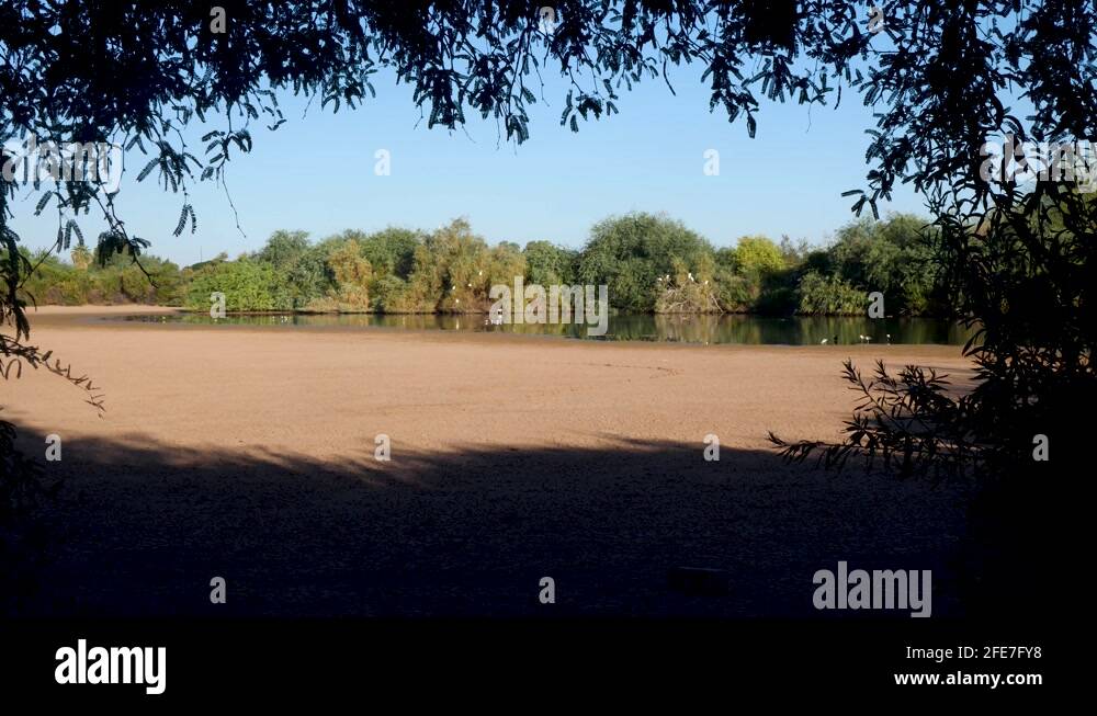 Desert riparian vegetation Stock Videos & Footage - HD and 4K Video ...