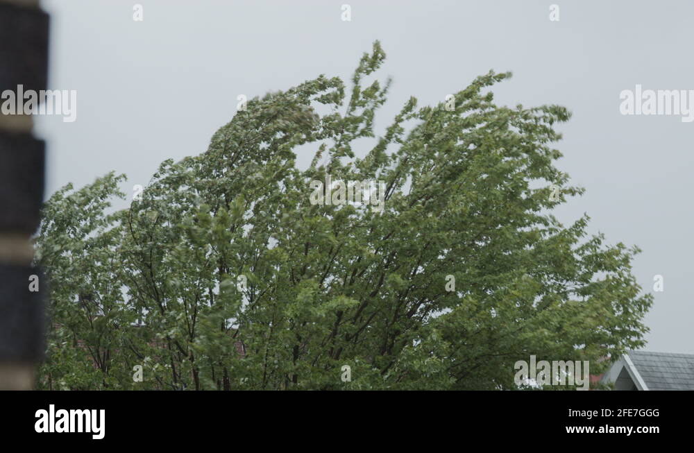 Wave tree Stock Videos & Footage - HD and 4K Video Clips - Alamy