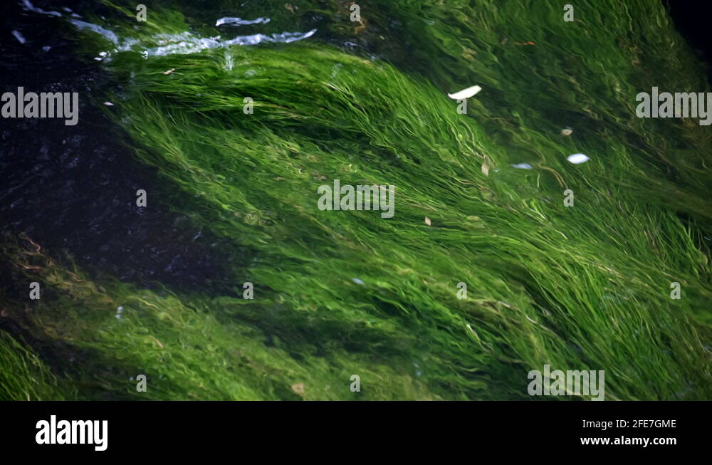 Arrow weed plant Stock Videos & Footage - HD and 4K Video Clips - Alamy