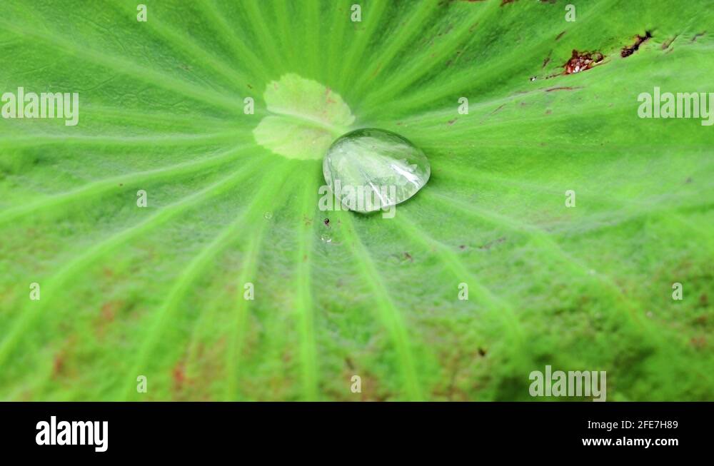 Water droplet/ raindrop with reflection on the surface of a bright ...