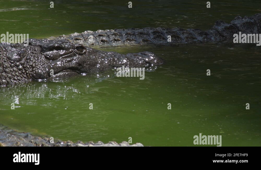 Crocodile river submerged Stock Videos & Footage - HD and 4K Video ...