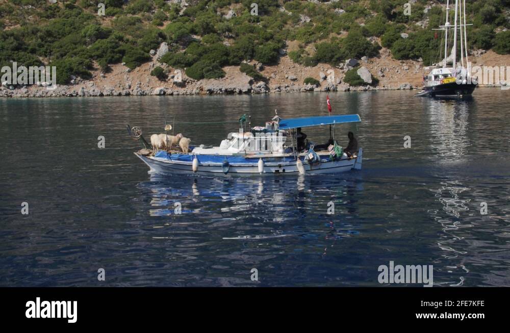 Sheep boat Stock Videos & Footage - HD and 4K Video Clips - Alamy
