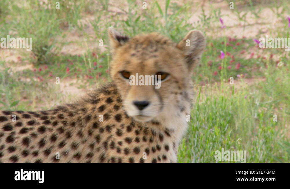 Cheetah looking back Stock Videos & Footage - HD and 4K Video Clips - Alamy