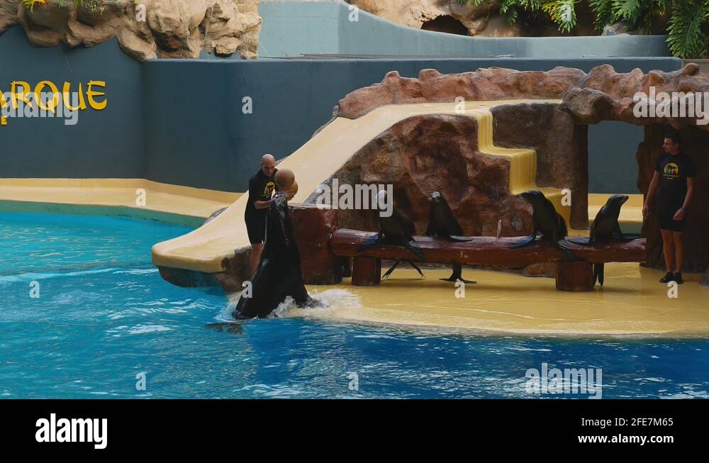 Male sea lion balances two balls simultaneously on nose and hind ...