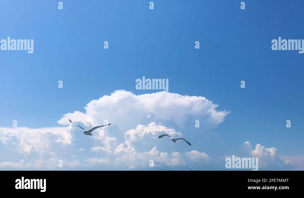 Fearless birds Stock Videos & Footage - HD and 4K Video Clips - Alamy