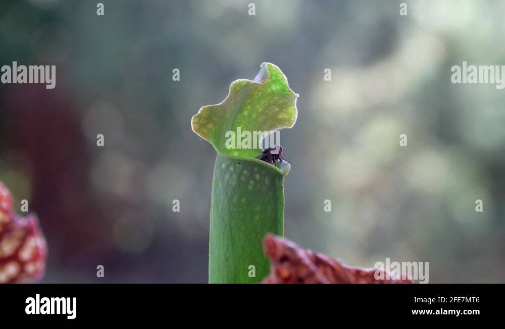 Pitcher plant trap fly Stock Videos & Footage - HD and 4K Video Clips ...