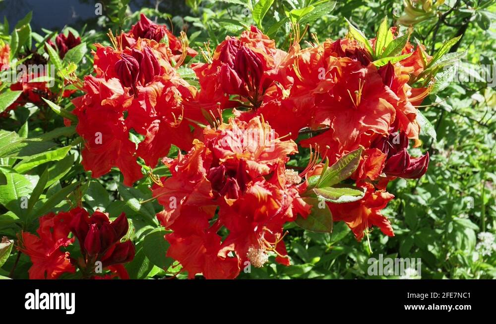 Red azaleas Stock Videos & Footage - HD and 4K Video Clips - Alamy