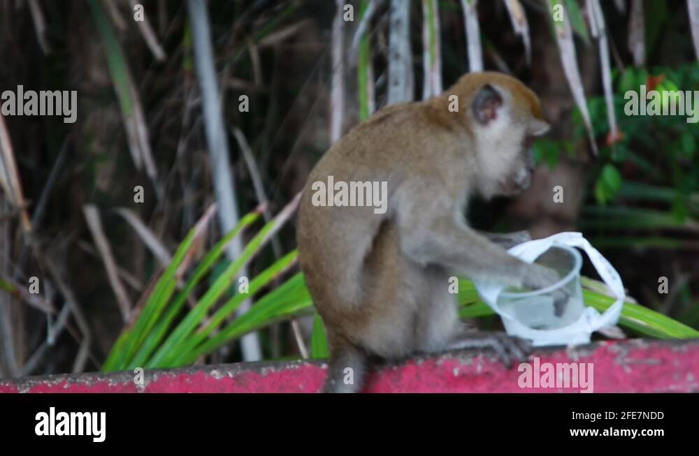 Monkey waste bin Stock Videos & Footage - HD and 4K Video Clips - Alamy