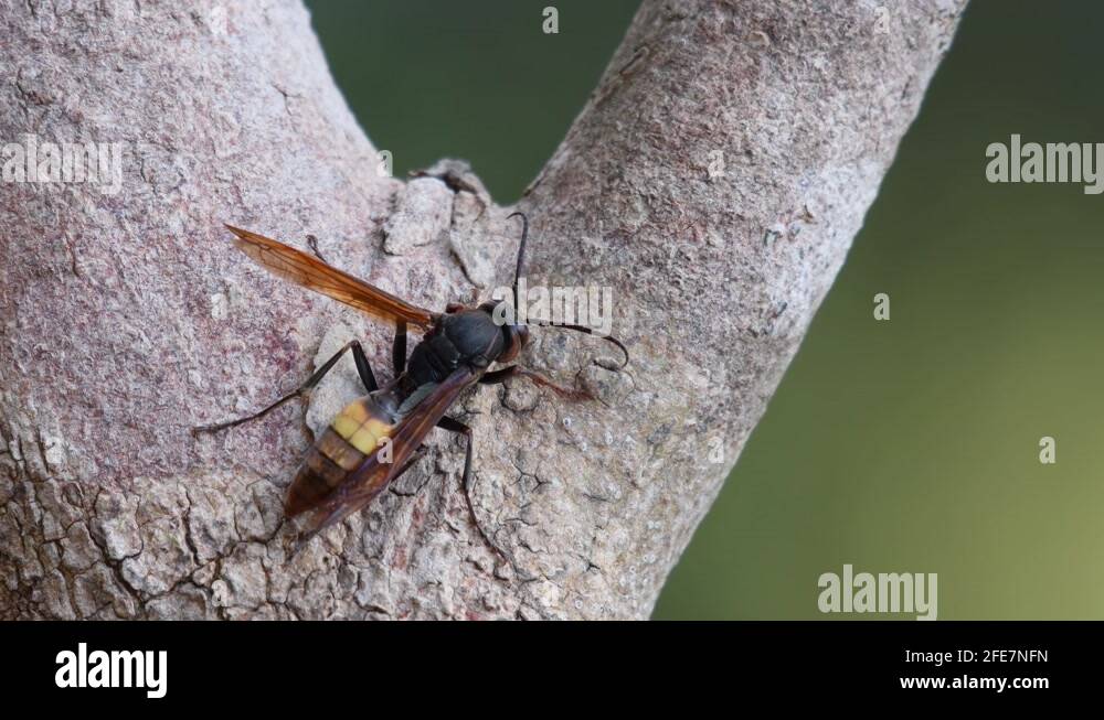 Lesser Banded Hornet, Vespa affinis; facing to the right as its left ...