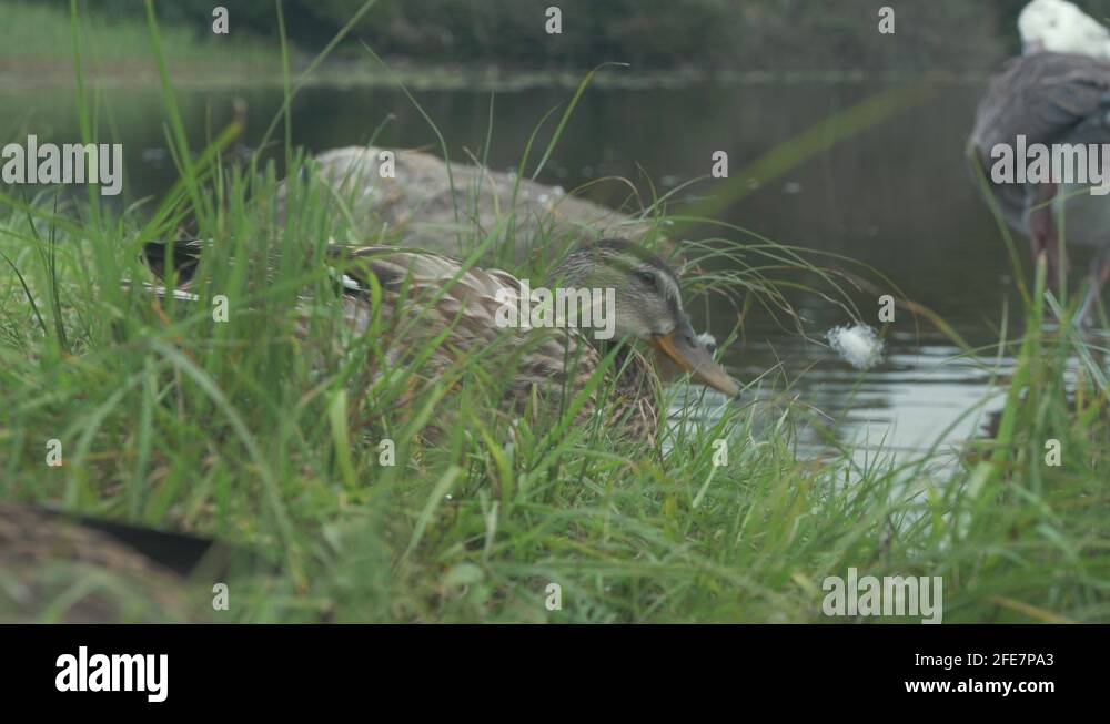Mallard duck stretching Stock Videos & Footage - HD and 4K Video Clips ...