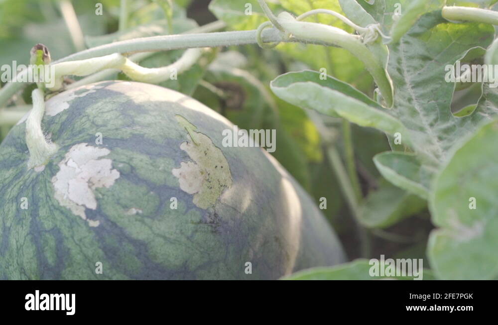 Plant rind season sweet Stock Videos & Footage - HD and 4K Video Clips ...