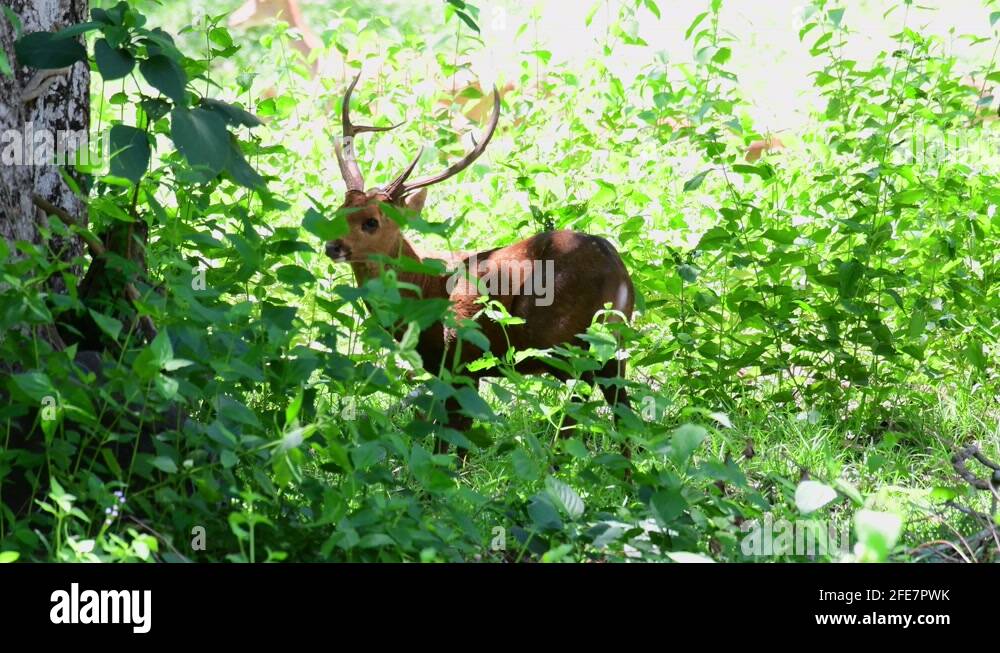 Indian Hog Deer, Hyelaphus porcinus; a male individual seen within ...