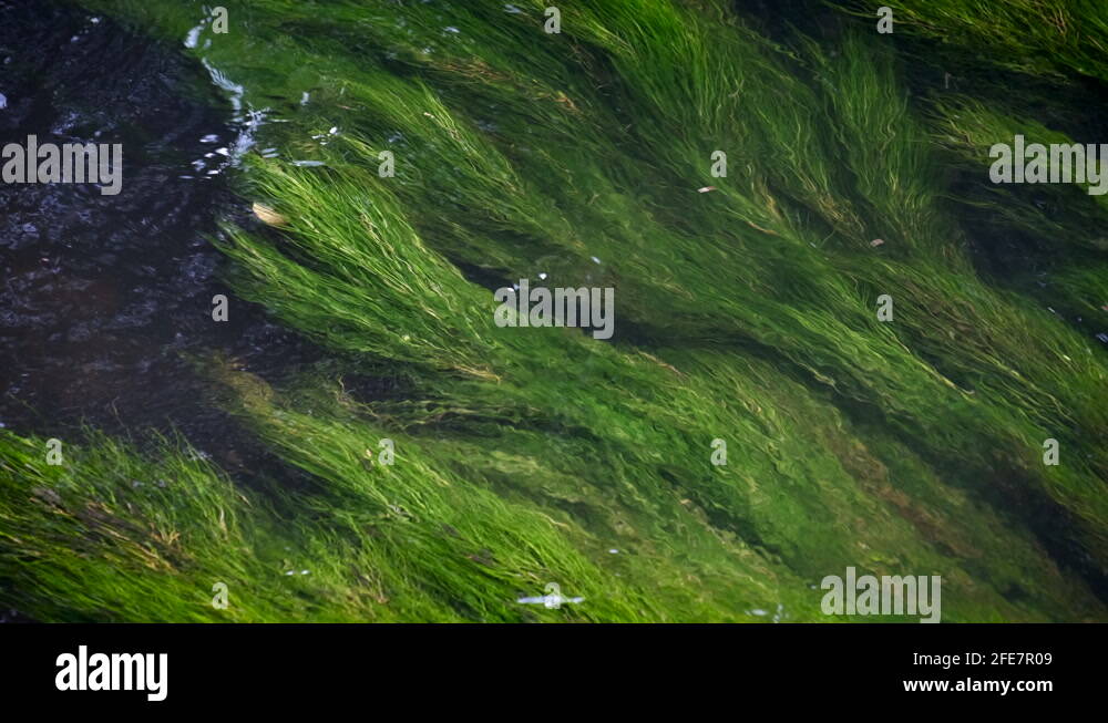 Arrow weed Stock Videos & Footage - HD and 4K Video Clips - Alamy