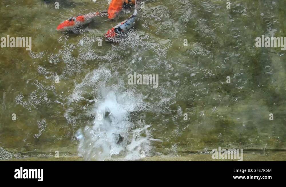 Koi collection Stock Videos & Footage - HD and 4K Video Clips - Alamy