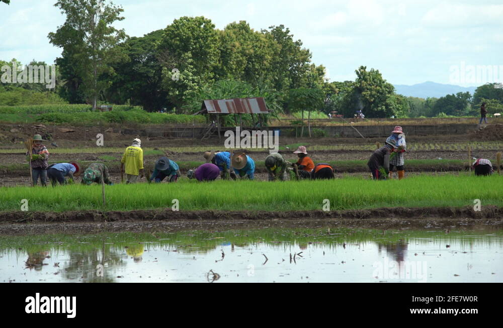 How to grow rice Stock Videos & Footage - HD and 4K Video Clips - Alamy