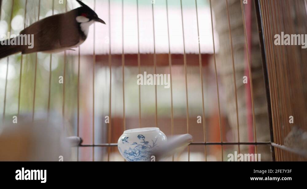 Bird flying around in cage Stock Videos & Footage - HD and 4K Video ...