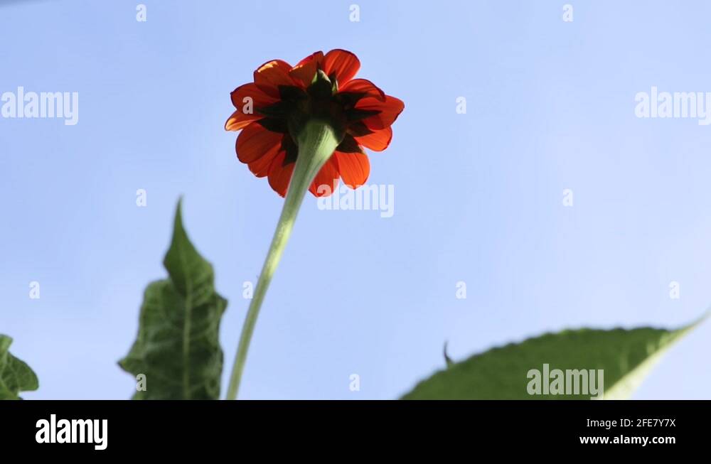 Blue flower tall stem Stock Videos & Footage - HD and 4K Video Clips ...