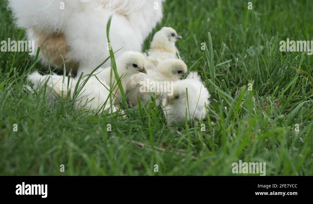 Chicken chicks Stock Videos & Footage - HD and 4K Video Clips - Alamy