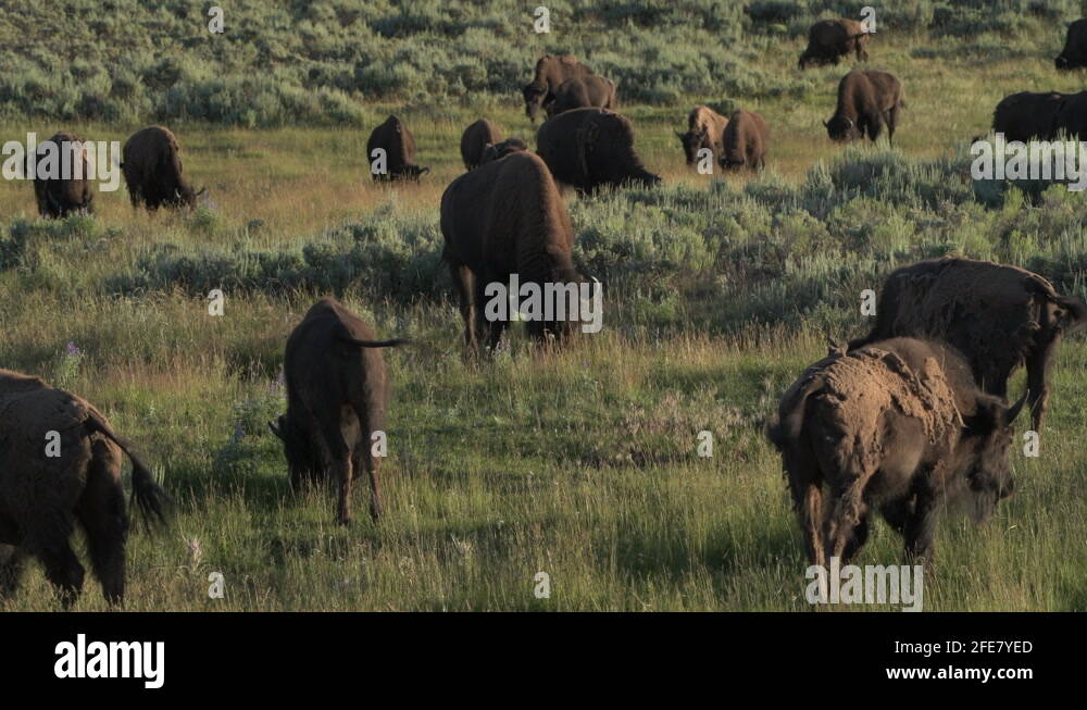 American bison in native grassland Stock Videos & Footage - HD and 4K ...