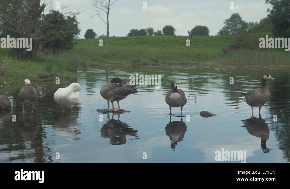 Five rocks river Stock Videos & Footage - HD and 4K Video Clips - Alamy