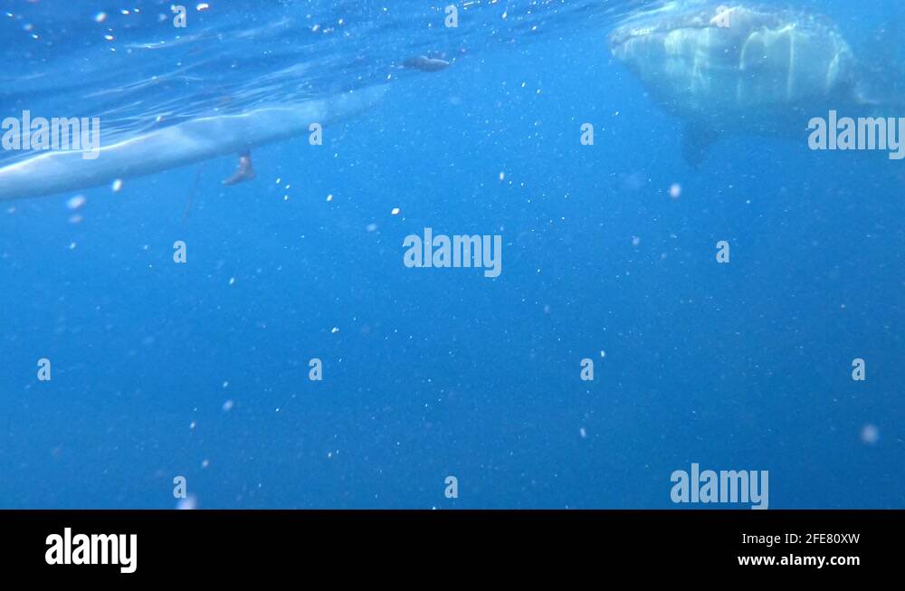 Largest of shark species Stock Videos & Footage - HD and 4K Video Clips ...