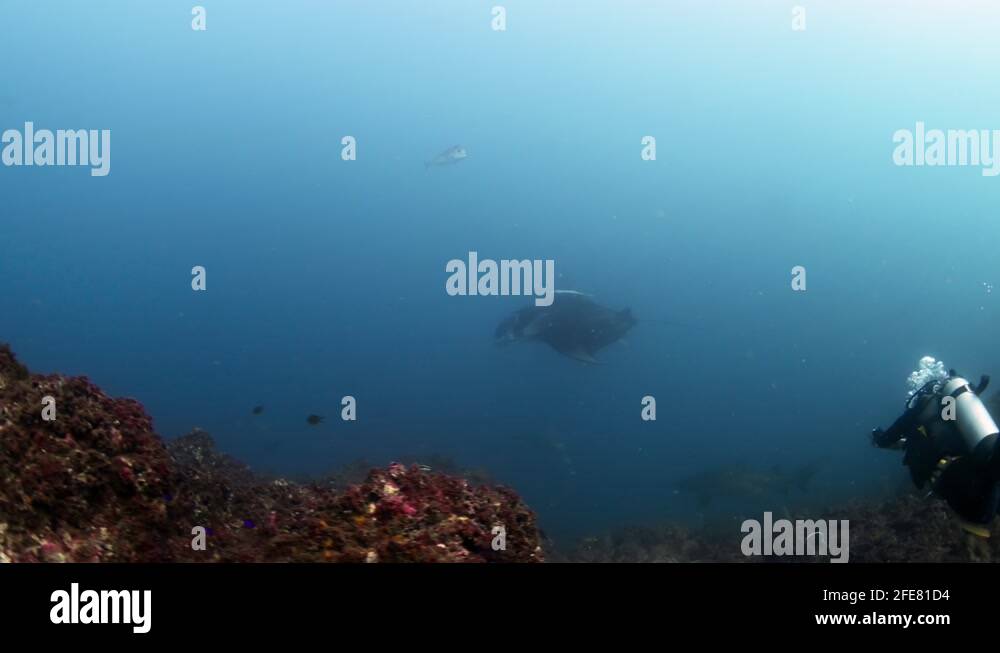 Underwater deep photograph Stock Videos & Footage - HD and 4K Video ...