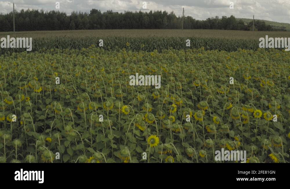 At the field border Stock Videos & Footage - HD and 4K Video Clips - Alamy