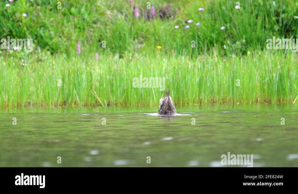 Alpine lake swimming Stock Videos & Footage - HD and 4K Video Clips - Alamy