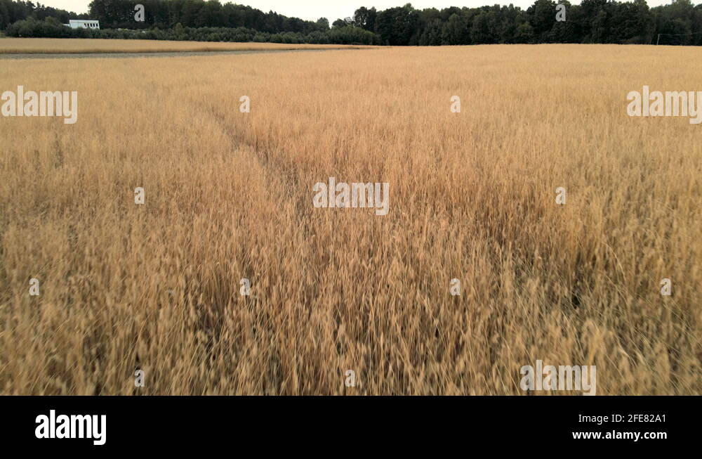 Wheat field rural Stock Videos & Footage - HD and 4K Video Clips - Alamy