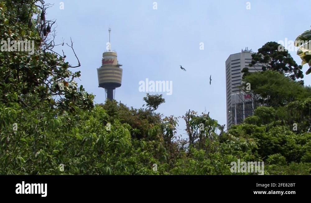 Colony grey headed flying foxes Stock Videos & Footage - HD and 4K ...