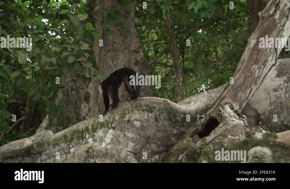 Capuchin monkey tree Stock Videos & Footage - HD and 4K Video Clips - Alamy