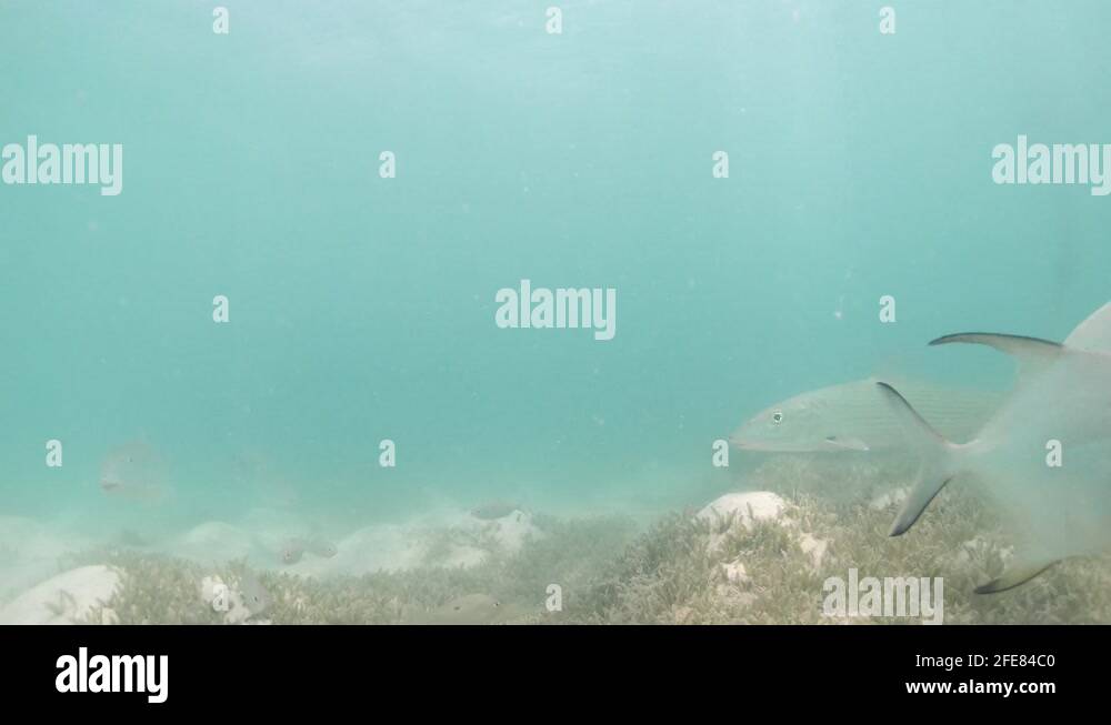 Queen conch underwater Stock Videos & Footage - HD and 4K Video Clips ...