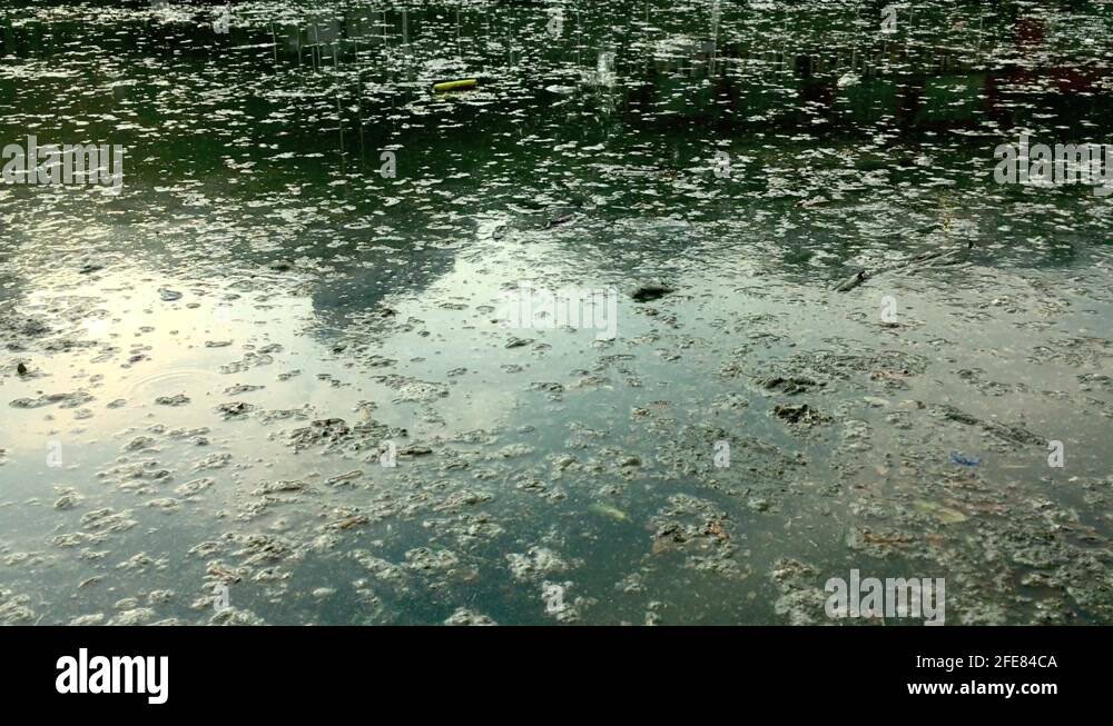 Floating dirty pollution on moving water from a canal Stock Video ...