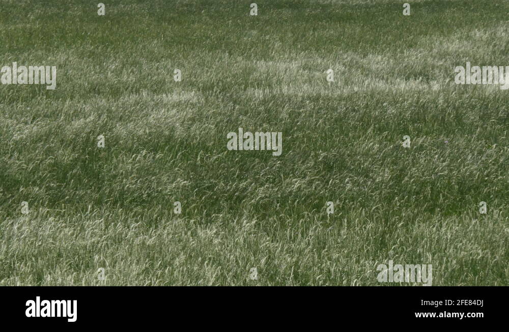 Grassed Stock Videos & Footage - HD and 4K Video Clips - Alamy